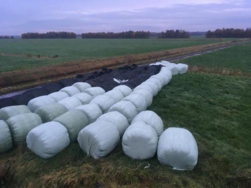 Kuilgras te koop op Agriplaats